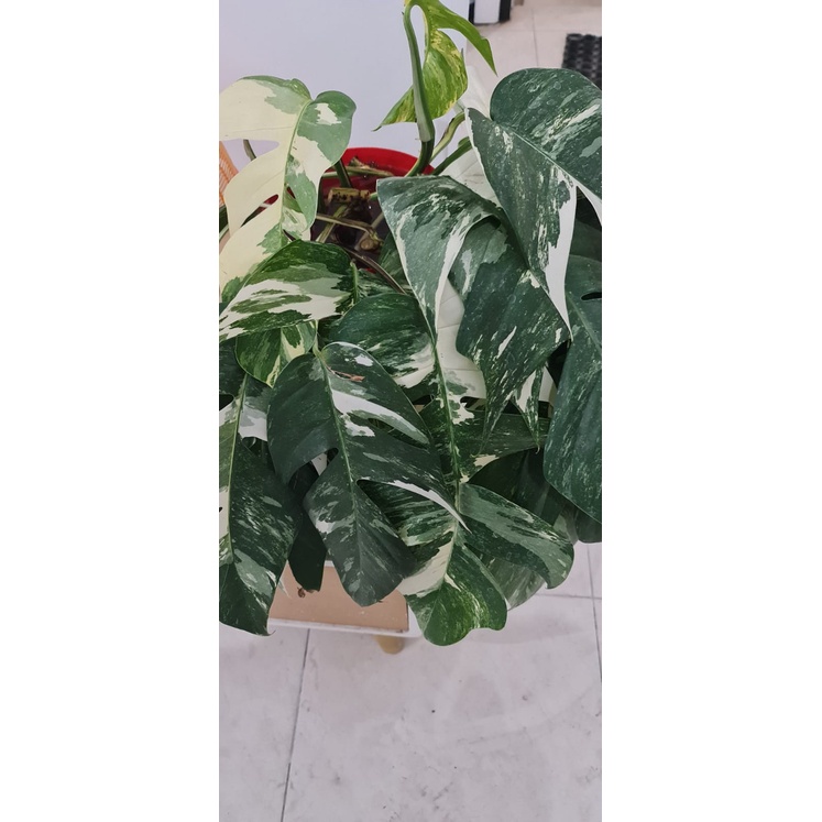 Jual Tanaman hias epipremnum pinnatum variegata / epip varigata ...