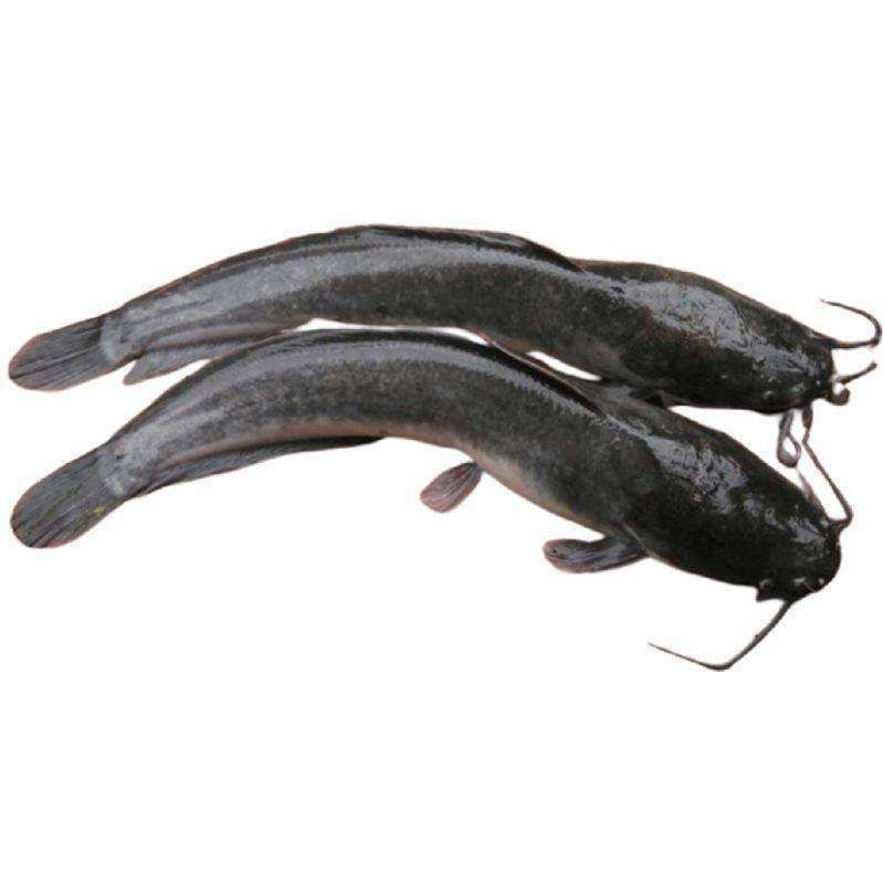 Jual Ikan Lele Segar 1kg Shopee Indonesia