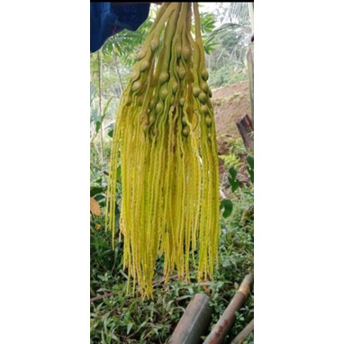 Jual Bunga Pinang Bunga Jambe Per 1 Kg | Shopee Indonesia