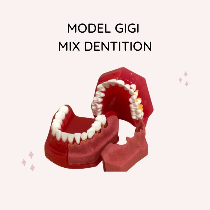 Jual Belanja Gigi MODEL GIGI MIX DENTITION | Shopee Indonesia