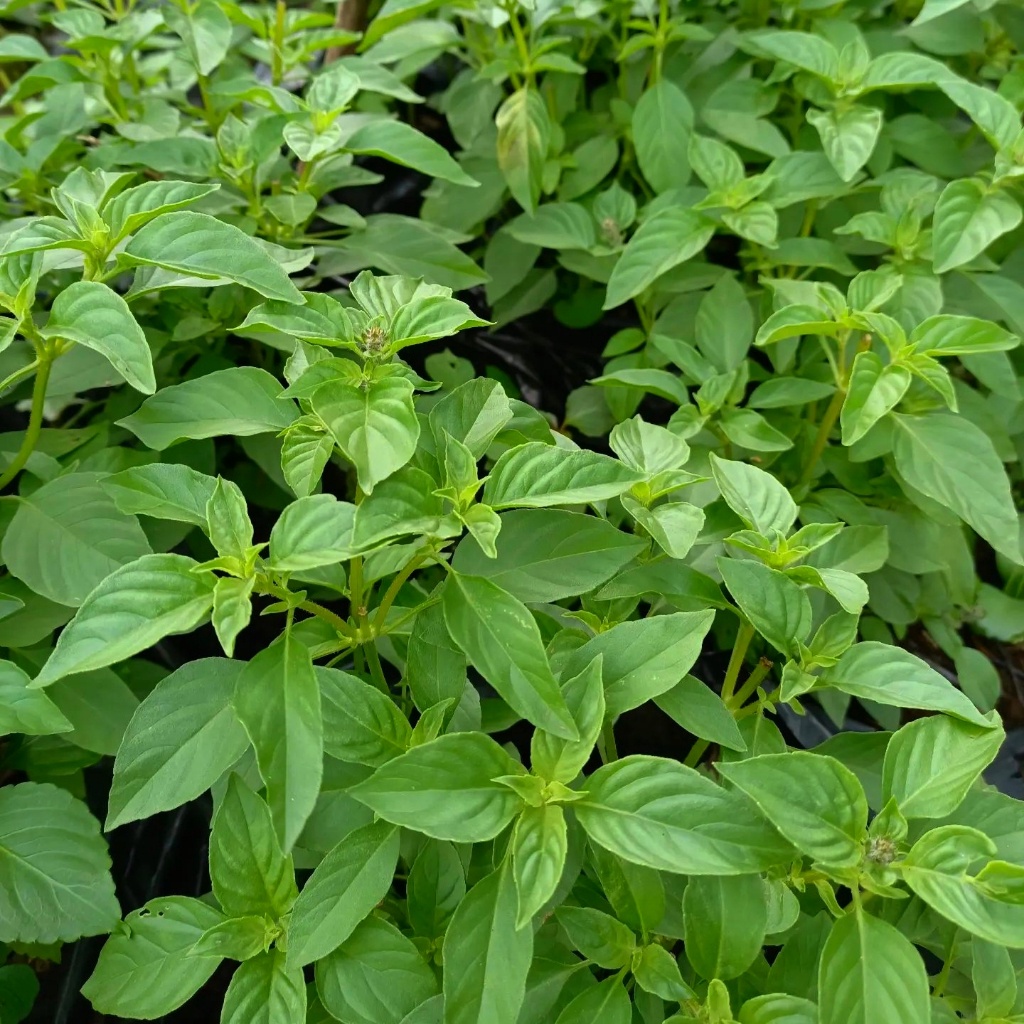 Jual 50 Biji - Benih Bibit Sayuran Daun Kemangi lalap LOKAL, lemon ...