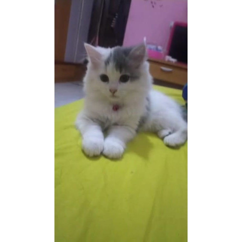 Jual Anak Kucing Persia Campuran Anggora Cewe 6 Bulan Bersih dan ...