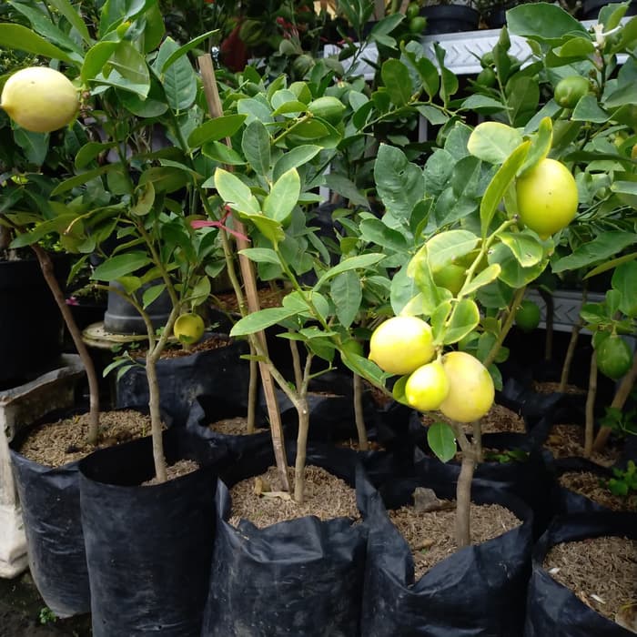 Jual Bibit Jeruk LEMON CALIFORNIA Asli Tanaman Buah Hasil Okulasi Super ...