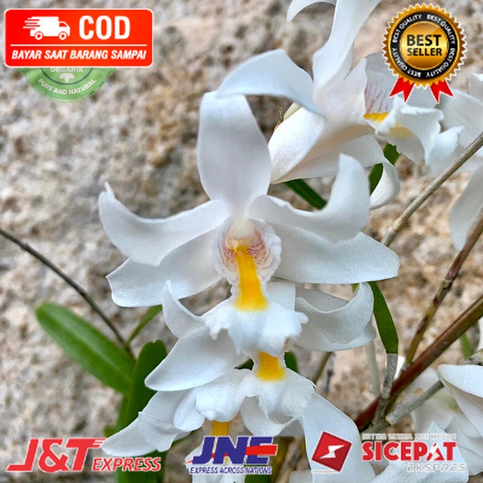 Jual Anggrek mini Dendrobium Odoratum - siputih wangi | Shopee Indonesia