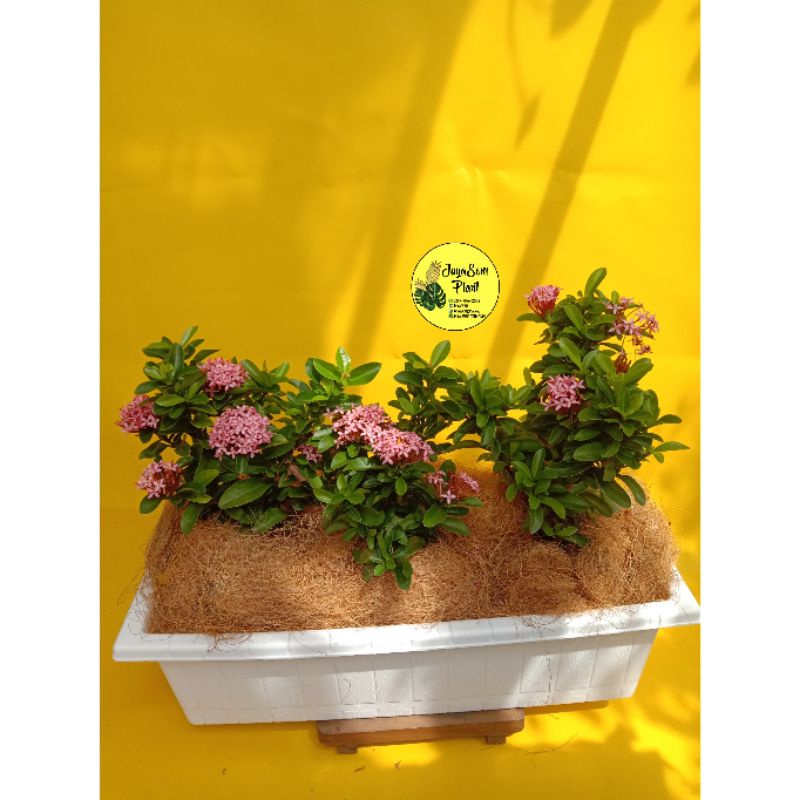 Jual PROMO!!! TANAMAN HIAS BUNGA SOKA PINK + POT PANJANG | Shopee Indonesia
