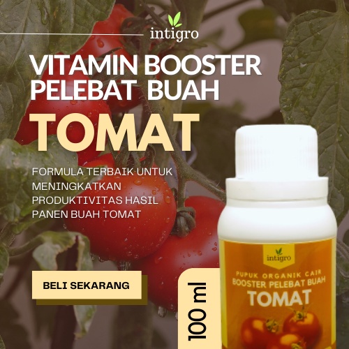 Jual *MBS* Pupuk Pelebat Buah Tomat / Pupuk Booster Tanaman Buah Tomat / Obat Penyubur Pohon ...
