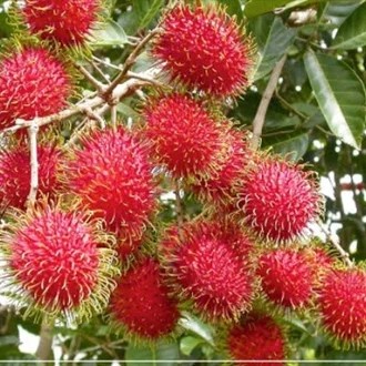 Jual Bibit rambutan garuda -aceh pelat | Shopee Indonesia