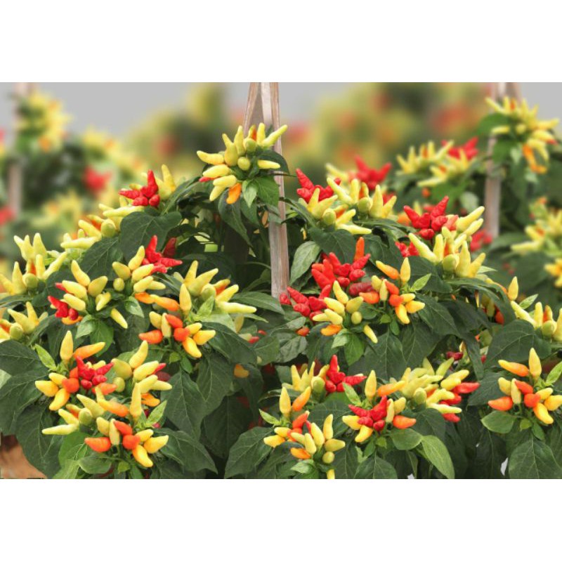 Jual isi 10 Bibit Cabe Rawit Prentul Klaster Benih Cabai Rawit Merah ...