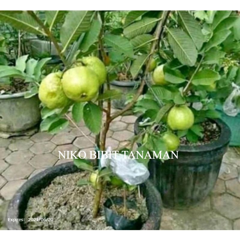 Jual BIBIT JAMBU KRISTAL PUTIH OKULASI CEPAT BERBUAH (COCOK DI TARUH ...