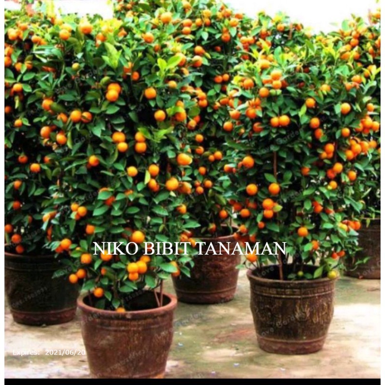 Jual BIBIT JERUK SANTANG MADU OKULASI CEPAT BERBUAH (COCOK DI TARUH POT) | Shopee Indonesia