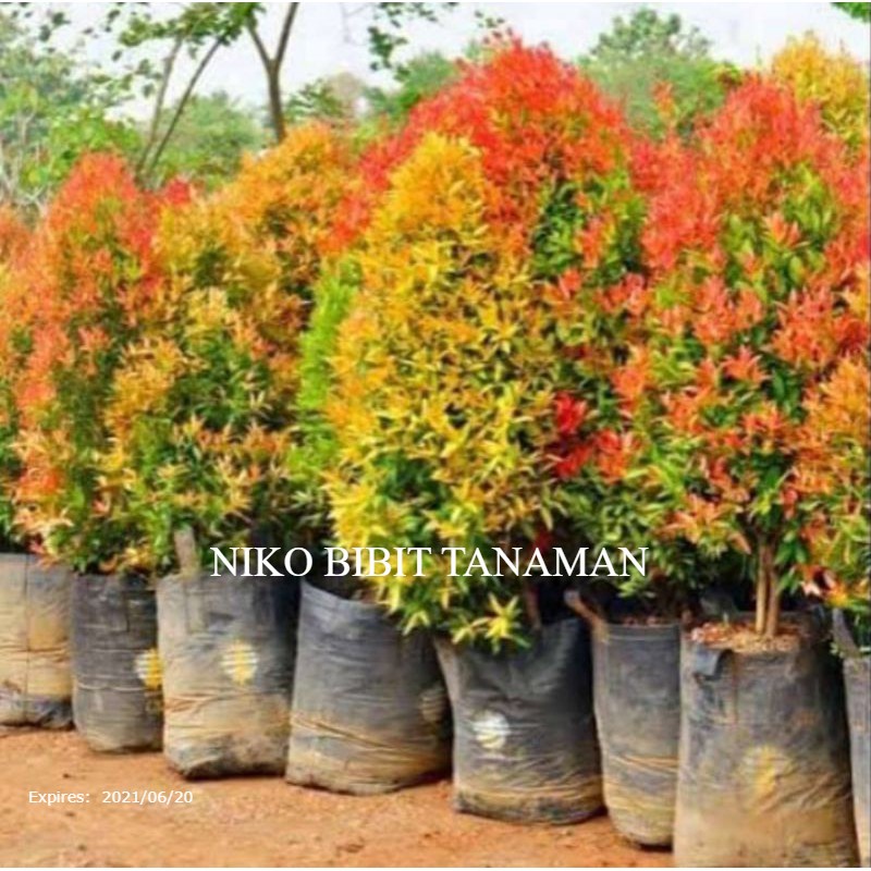 Jual PUCUK MERAH (beli 5gratis 1) | Shopee Indonesia