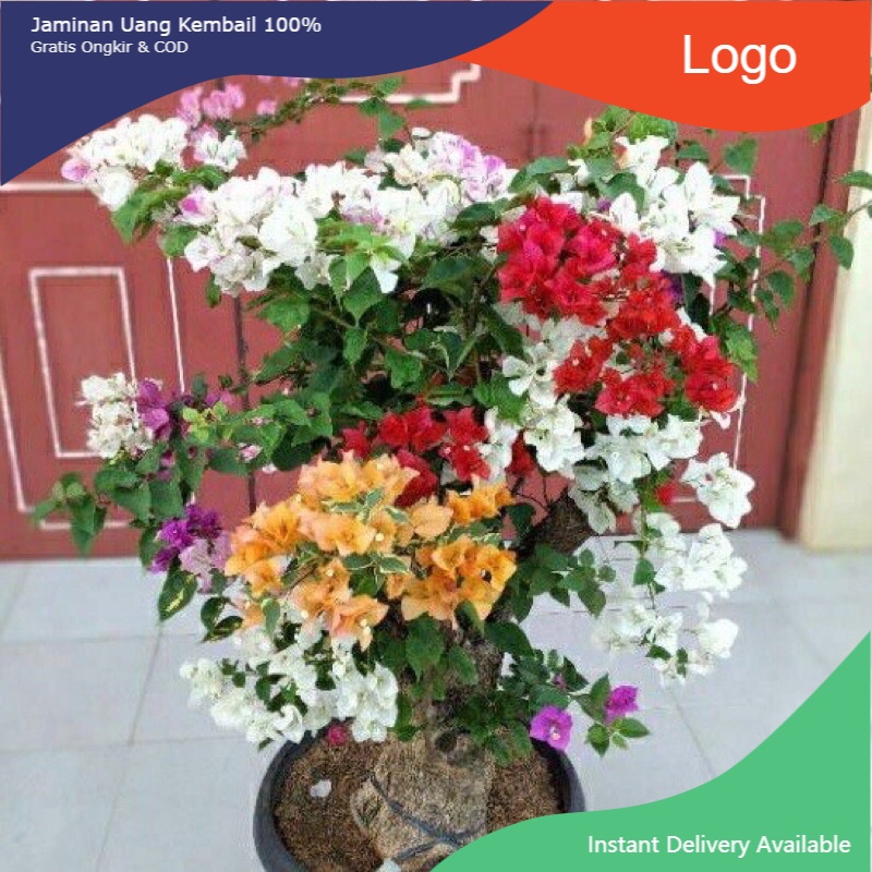 Jual Bibit Tanaman Bougenville 3 Warna 4 Warna Tanaman Hidup Bunga