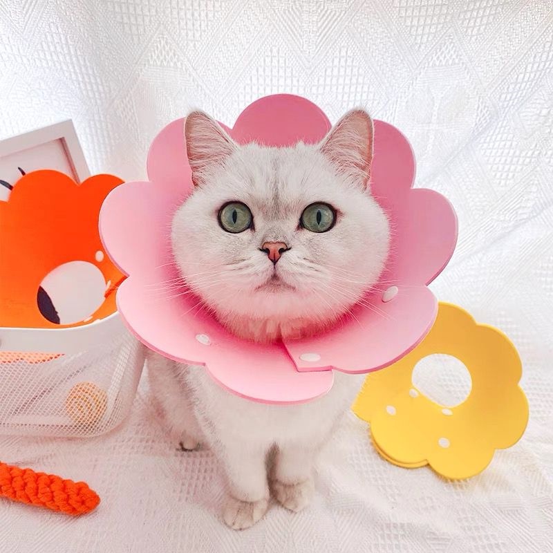 Jual Corong Penutup Leher Anjing Kucing BAHAN EVA - Collar Matahari ...