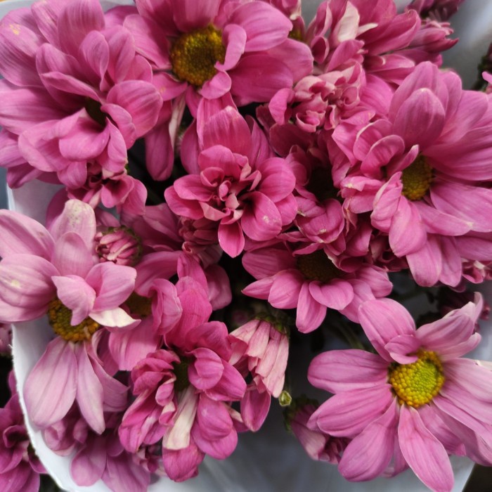 Jual Bunga Aster Jimla / Regen isi 10 Tangkai Bunga Potong Segar ...