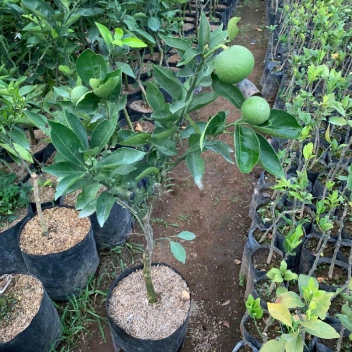 Jual Bibit Tanaman Buah Jeruk Baby Java - Manis Pacitan Sudah Berbuah ...