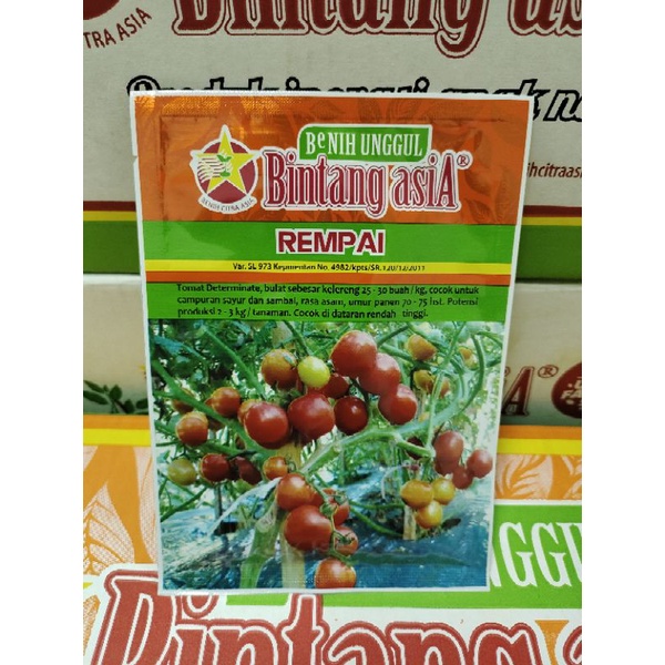 Jual Bibit Tomat REMPAI 10 Gram Cap Bintang Asia PT Bibit Citra Asia ...