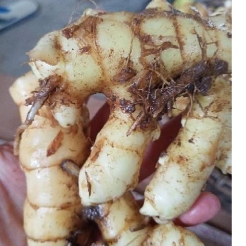 Jual Baru 1 kg TEMU PUTIH SEGAR CURCUMA ZEDOARIA FRESH KUNYIT KUNIR ...