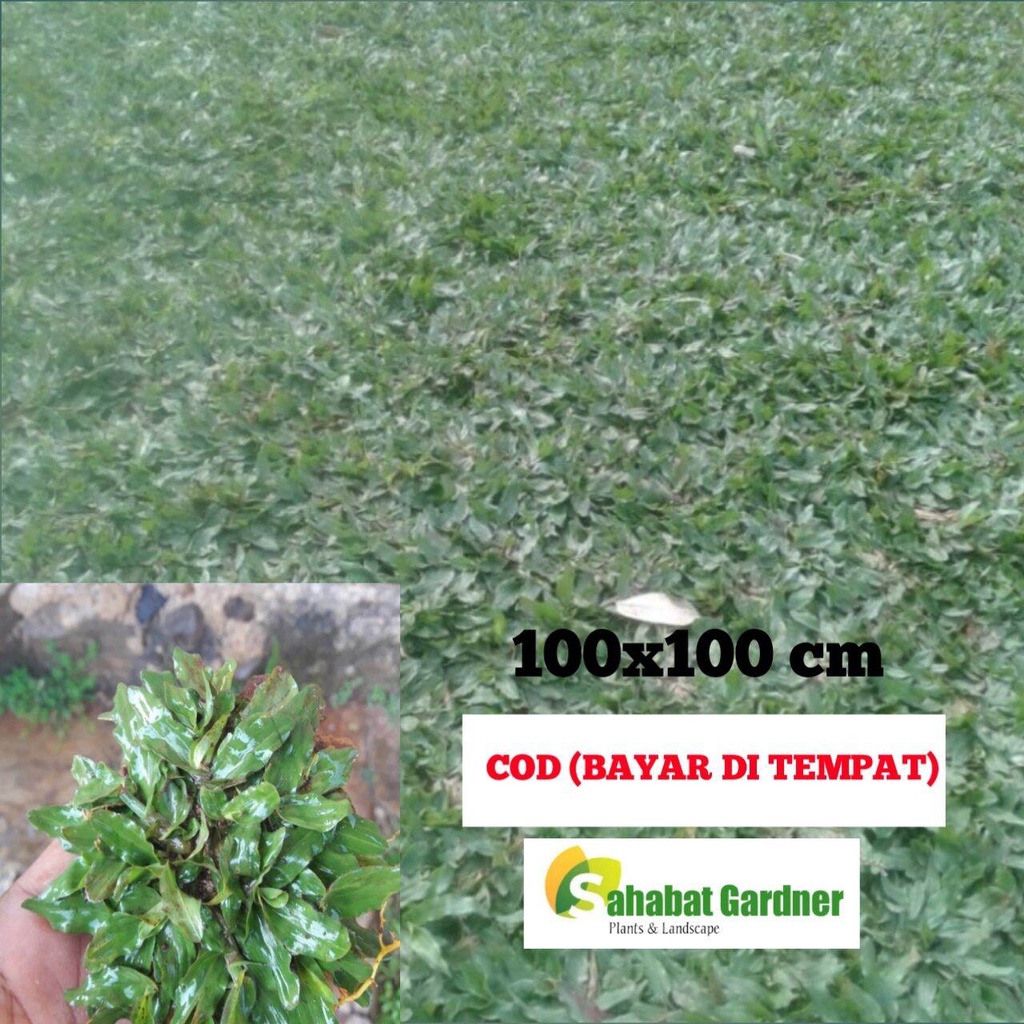 Jual Rumput Gajah Mini 1 Meter Full Bibit Rumput Gajah Mini Rumput