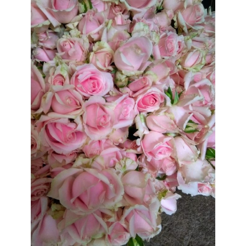 Jual Grade B Bunga Mawar Potong Segar Warna Pink Soft - bungapotong ...