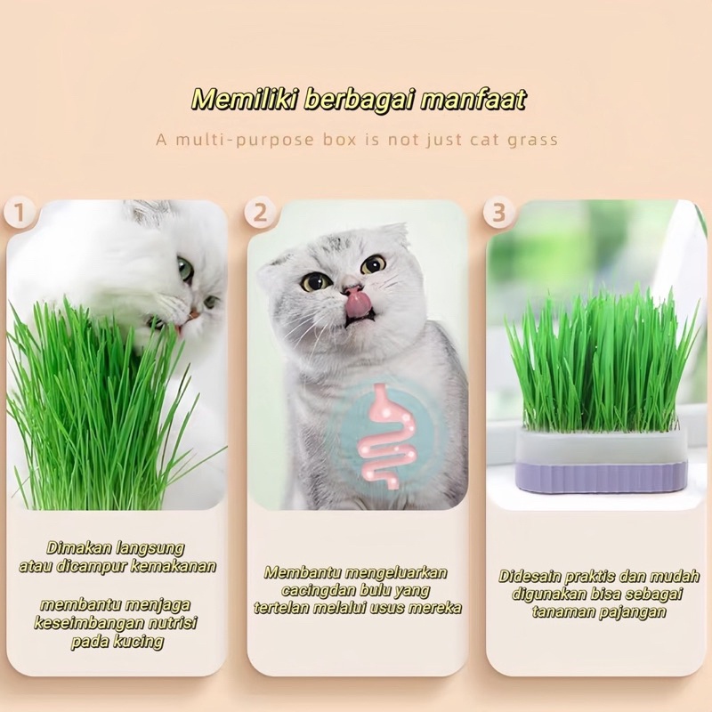 Jual TEMPAT TANAM RUMPUT KUCING SIAP PANEN - 1 Set Bibit + Wadah Rumput ...
