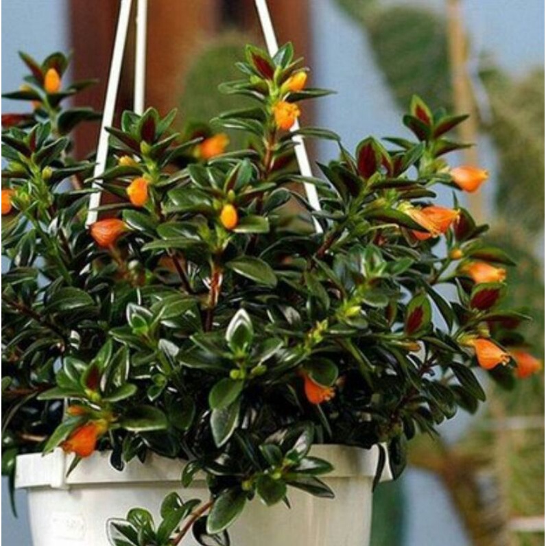 Jual Tanaman Hias Gantung Bunga Lipstik Koi Orange | Shopee Indonesia