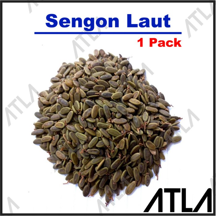 Jual Benih Pohon Sengon Laut Biji Kayu Daun Bibit Albasia Tanaman Kebun ...