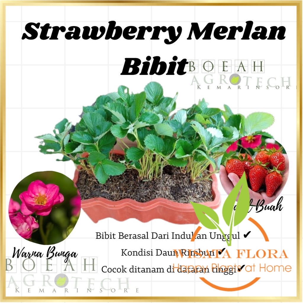 Jual Bibit Tanaman Buah Strawberry Merlan Tanaman Strawberry Bunga Pink ...