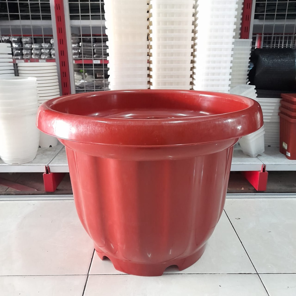 Jual Pot BigMom Bata 60cm 60 cm Tanaman Bunga Buah Hias Ukuran Besar ...