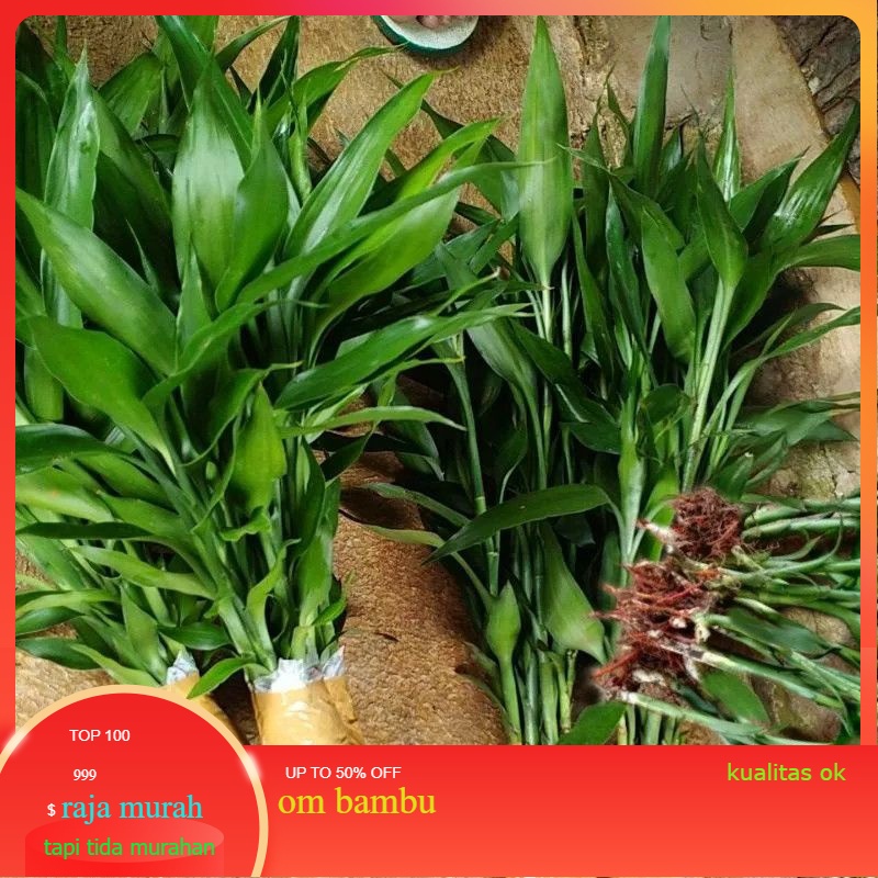 Jual Bambu Hoki Sudah Berakar Dan Rimbun Siap Ditanam Di Air Serta Halaman Rumah | Shopee Indonesia