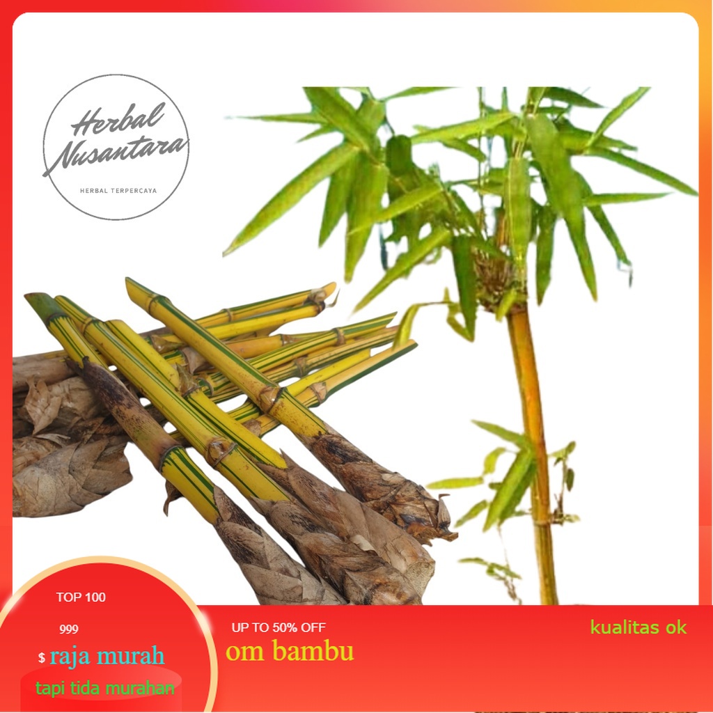 Jual stek tanaman bambu kuning bisa tanam di pot atau kebun taman ...