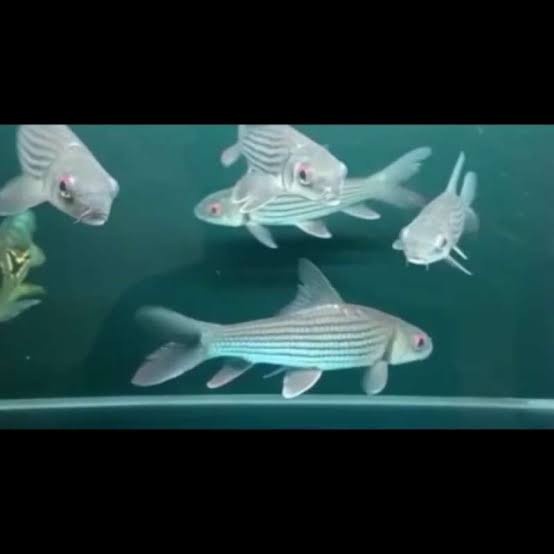 Jual ikan julieni barb Tankmate sultan | Shopee Indonesia