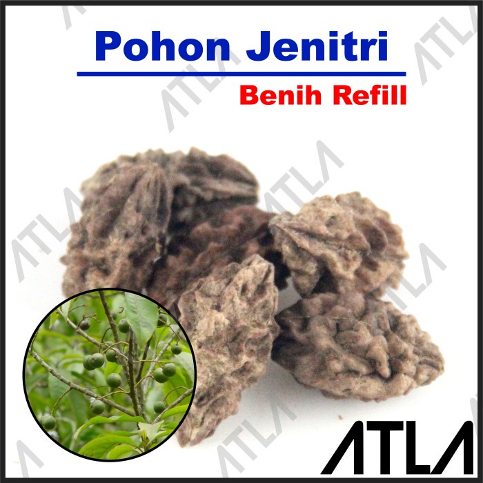 Jual Benih Pohon Jenitri Bibit Tanaman Biji Buah Buahan Genitri Refill ...