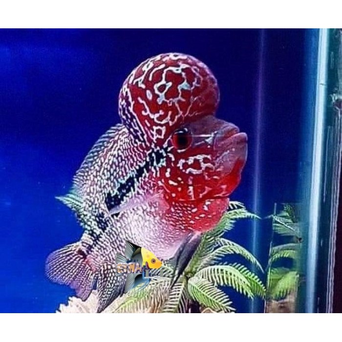 Jual hiyasan aquarium Ikan Lohan / Louhan SRD Gen Ori Thailand Boomhead ...