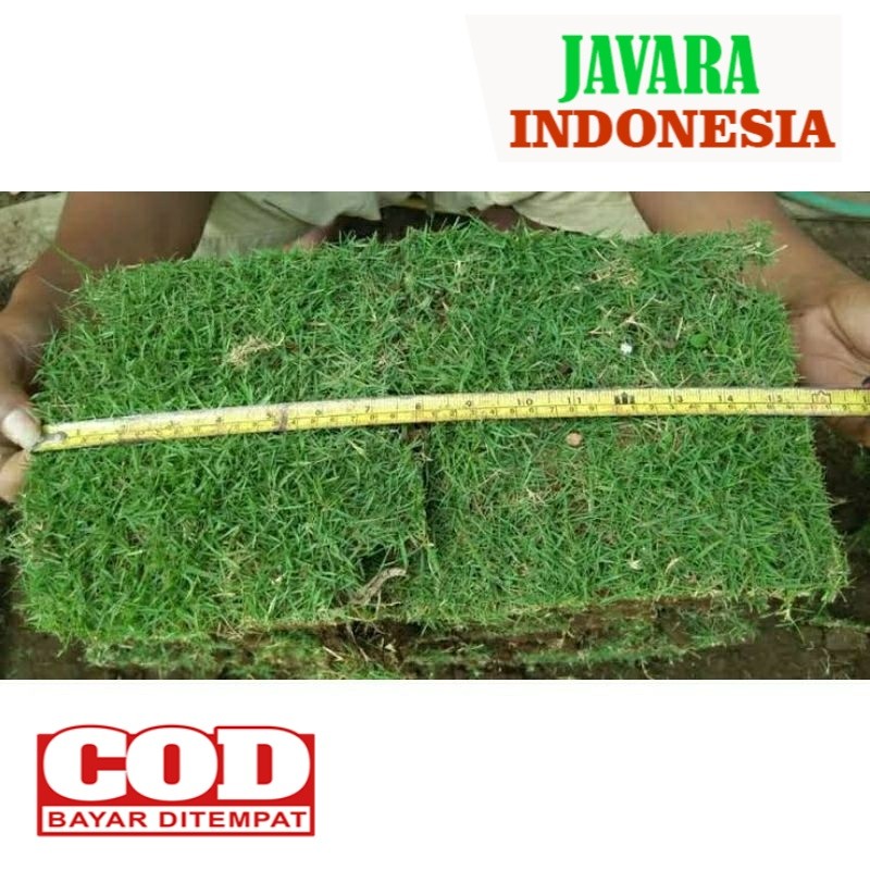 Jual Bibit rumput jepang rumput manila Zoysia Matrella | Shopee Indonesia