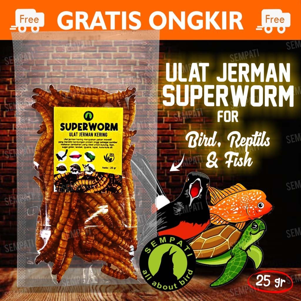 Jual SEMPATI Superworm Super Worm Ulat Jerman Kering Pakan Extra ...