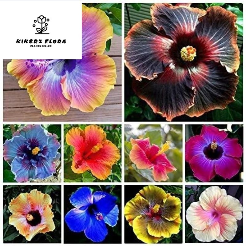 Jual PAKETAN 10 Bunga sepatu Hibiscus - Tanaman hias bunga sepatu ...