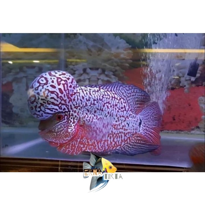Jual hiyasan aquarium Ikan louhan lohan KAMFA F3 golden base burayak ...