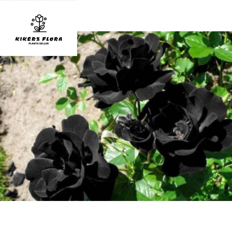 Jual TANAMAN HIAS MAWAR HITAM//BLACK ROSE | Shopee Indonesia