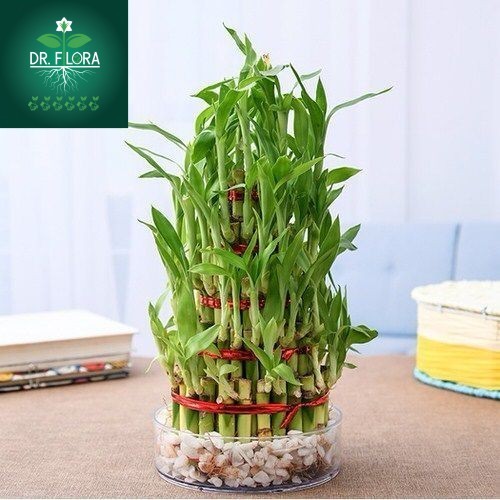 Jual tanaman hias bambu hokky - bambu hoki ukuran besar | Shopee Indonesia