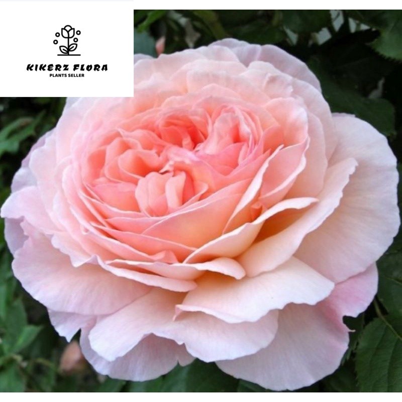 Jual bunga mawar import wangi AUBE tanamn hias/outdoor | Shopee Indonesia