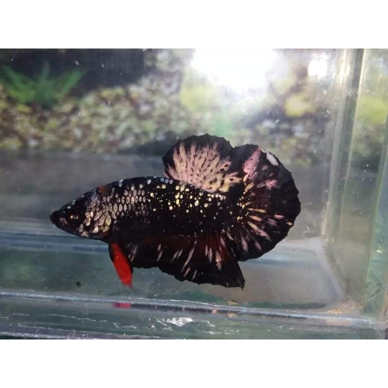 Jual PROMO AWAL TAHUN CUPANG PLAKAT AVATAR COOPER GRADE | Shopee Indonesia