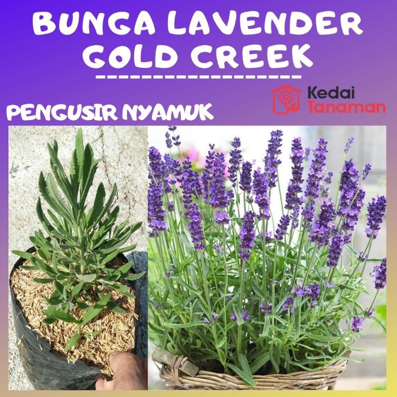 Jual Tanaman Hias Bunga Lavender Gold Creek - Bunga Pengusir Nyambek ...