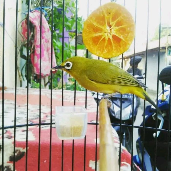 Jual burung pleci dakun pacitan gacoran | Shopee Indonesia