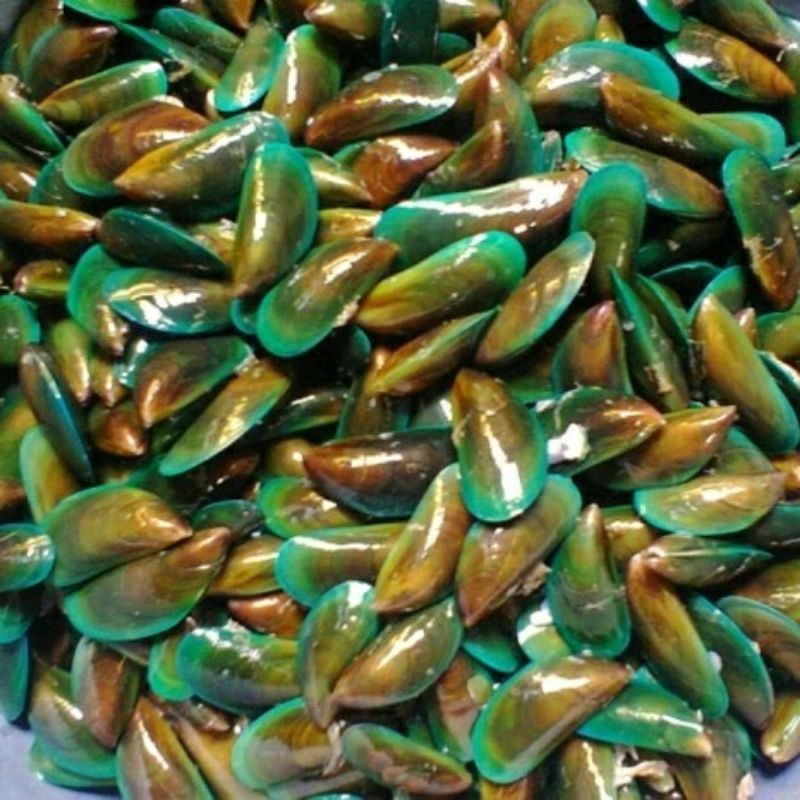 Jual Kerang Ijo Hidup Segar 1kg / Kerang Hijau Fresh | Shopee Indonesia