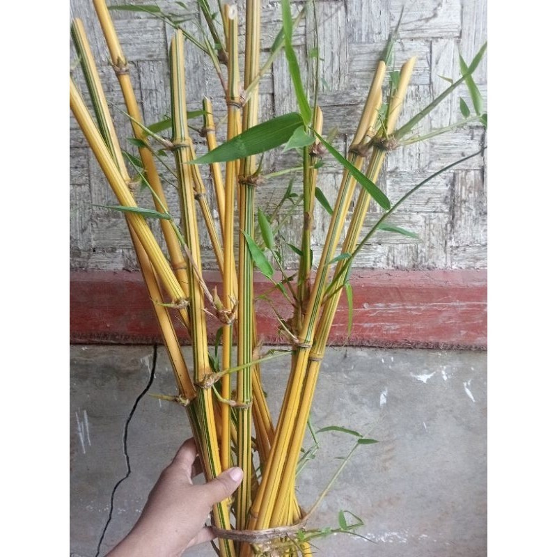Jual bambu kuning sudah berakar dan tumbuh tunas | Shopee Indonesia