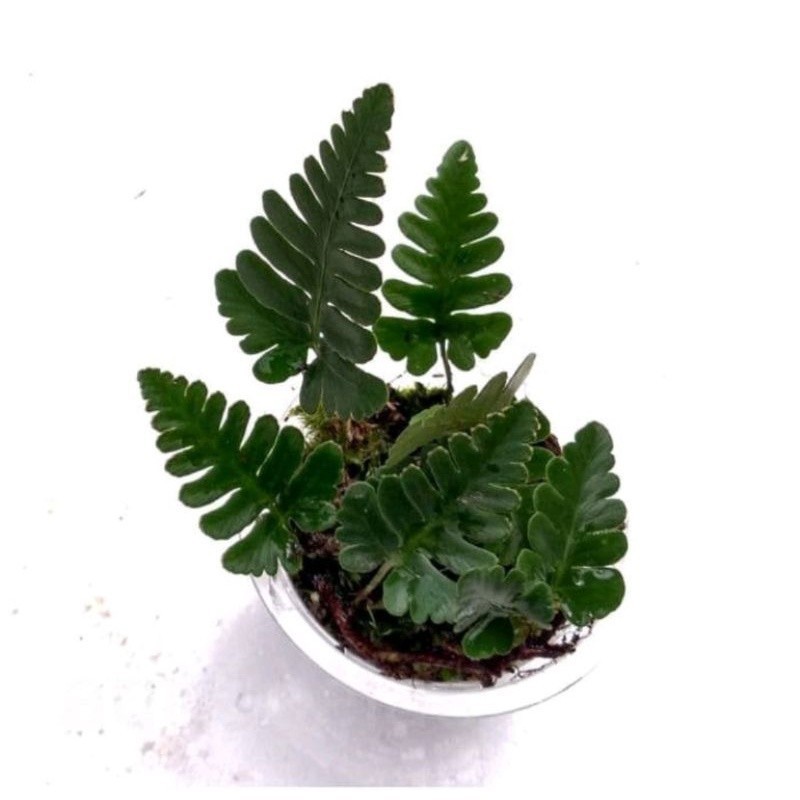 Jual Tanaman pakis hias mini per rumpun isi 5 daun | Shopee Indonesia