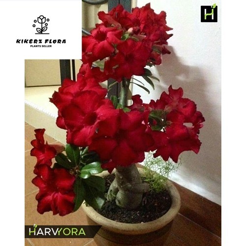 Jual Tanaman Hias Adenium AMARYLLIS (Size A) ADENIUM KAMBOJA JEPANG ...