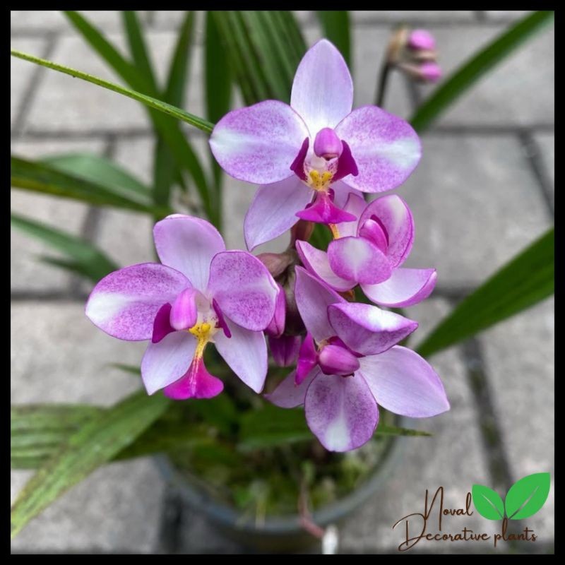 Jual Promo COD!!! Anggrek tanah white purple - tanaman anggrek cantik ...