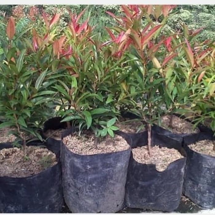 Jual Tanaman Daun Pucuk Merah - Tanaman Hias Syzygium Oleina - Bibit ...