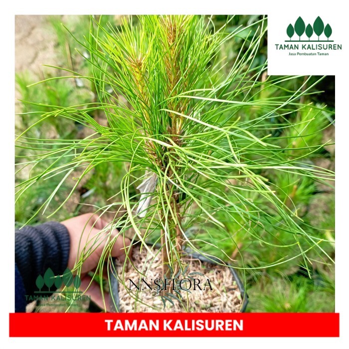 Jual tanaman hias pohon pinus tanaman taman | Shopee Indonesia